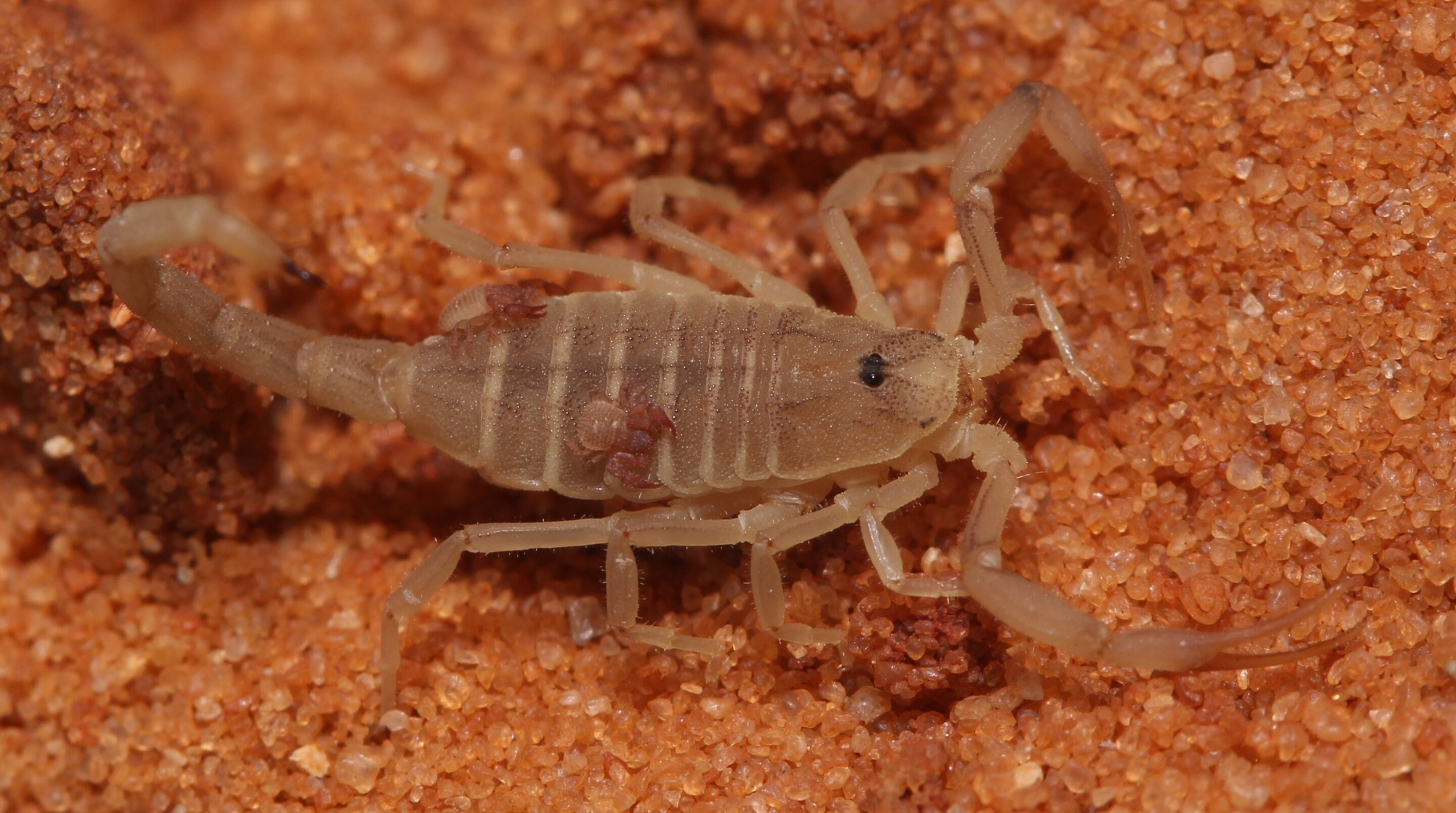 Pela 1ª vez, cientistas observam aracnídeos 'pegando carona' em escorpiões
