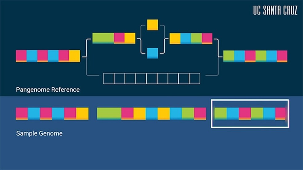 Com DNA de 47 pessoas, cientistas criam 1º rascunho do pangenoma humano ...