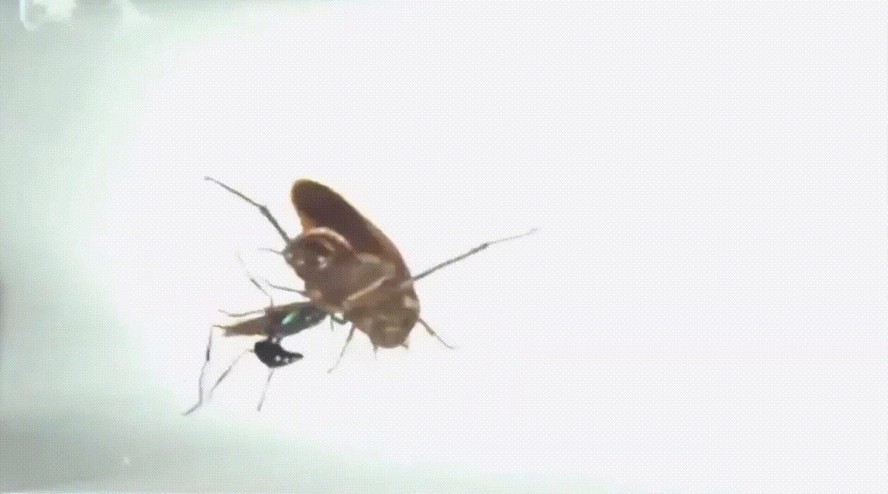 Larvas de vespa parasita podem comer coração de baratas; veja imagens