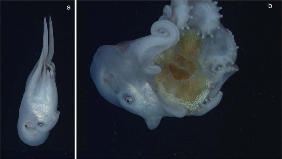 Raro polvo-bolha, um dos maiores do mundo, é avistado no Pacífico; vídeo