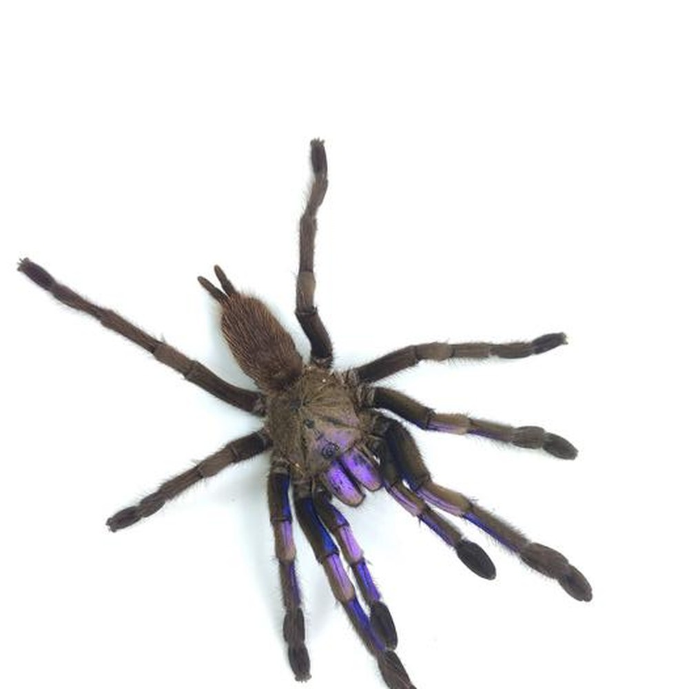 Nova espécie de tarântula 'elétrica' azul é descoberta na Tailândia
