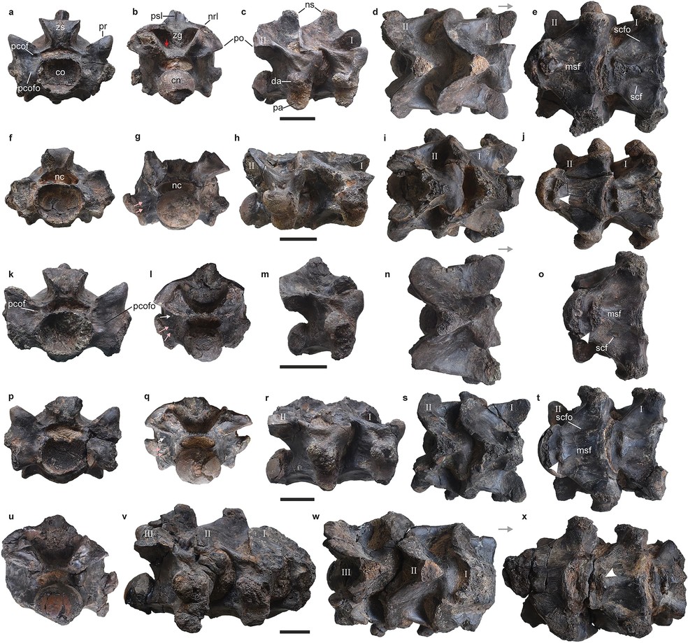 Cobra pré-histórica achada em mina na Índia pode ser a maior que já ...