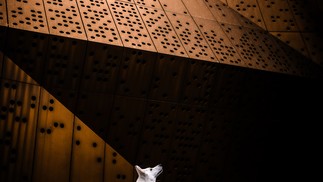 Concurso que escolhe melhores fotos de cachorros divulga vencedores de ...