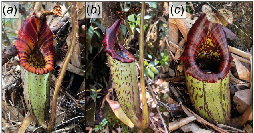 Planta carnívora fotografada pela 1ª vez há 20 anos é espécie inédita ...