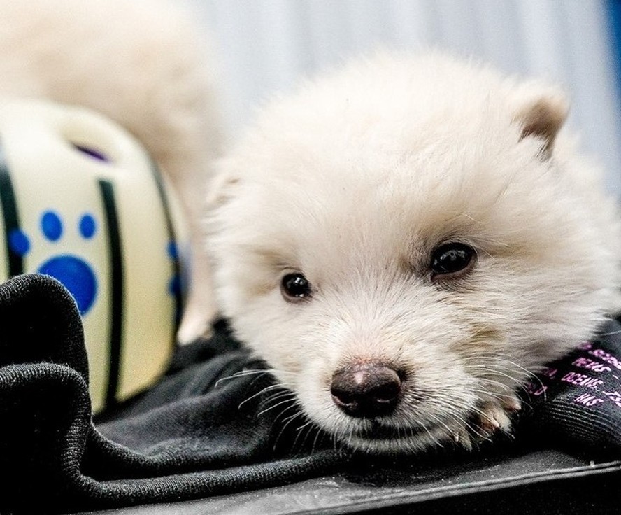 Cientista que liderou "desextinção" do lobo terrível volta atrás: "é ...