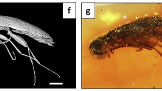 Cientistas encontram âmbar de 112 milhões de anos cheio de insetos ...