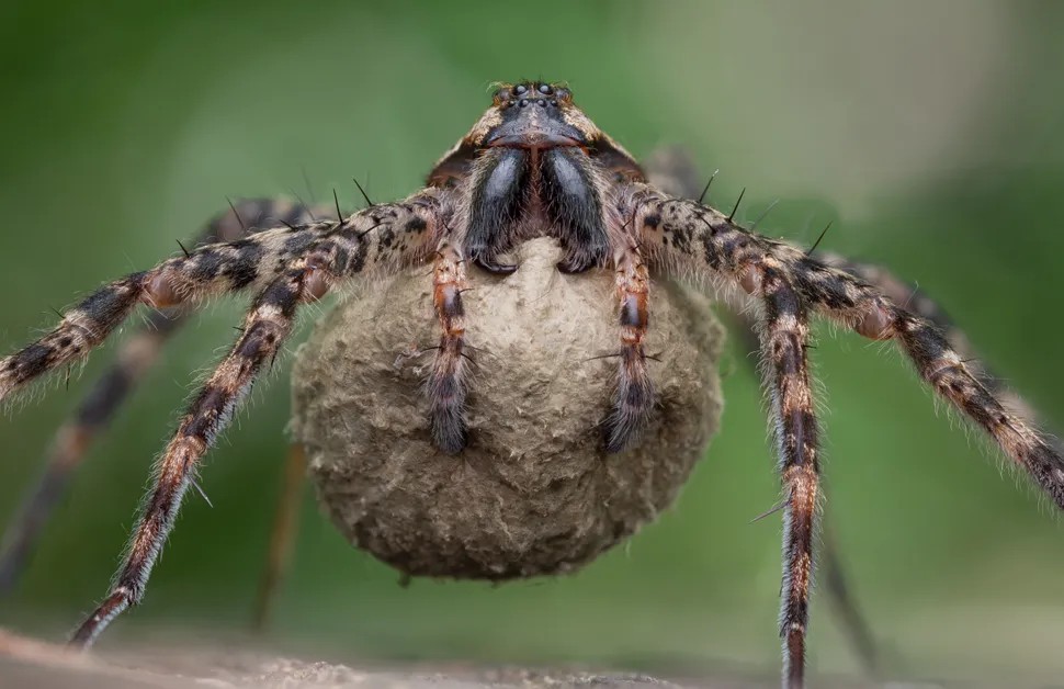 Víbora devorando sapo desesperado é finalista em concurso de fotografia ...