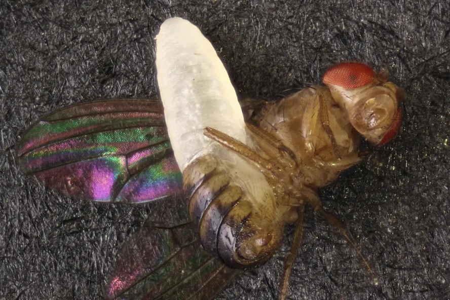 Nova vespa 'parasita' que rompe abdômen de moscas é descoberta em quintais