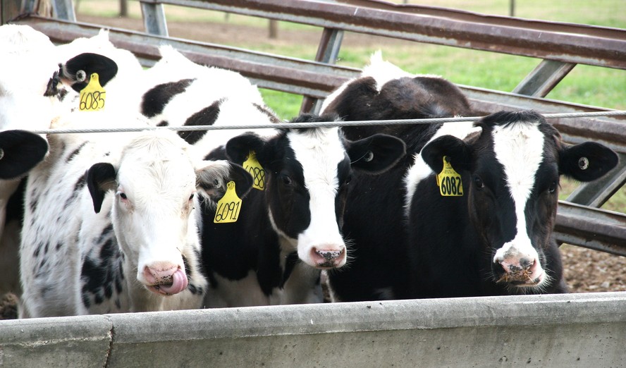 O que é baby beef? Conheça a origem do corte bovino