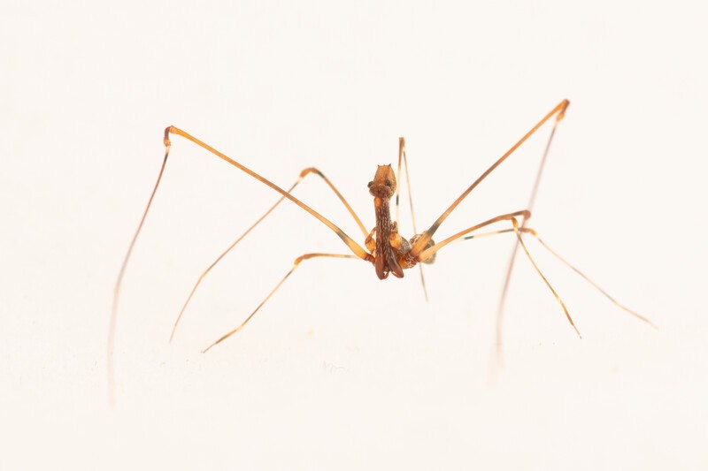 Espécie de centopeia perdida por 126 anos é avistada em Madagascar