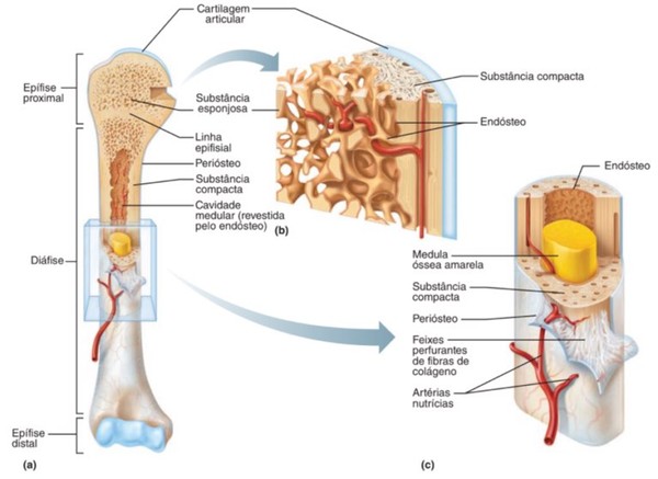 O corpo humano tem quantos ossos? Conheça os principais