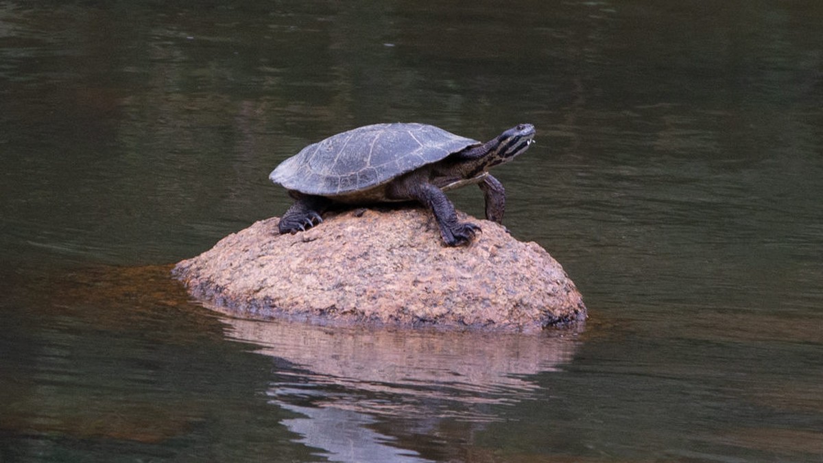 Hidrelétricas ameaçam um terço da população de cágado-rajado no Sul ...
