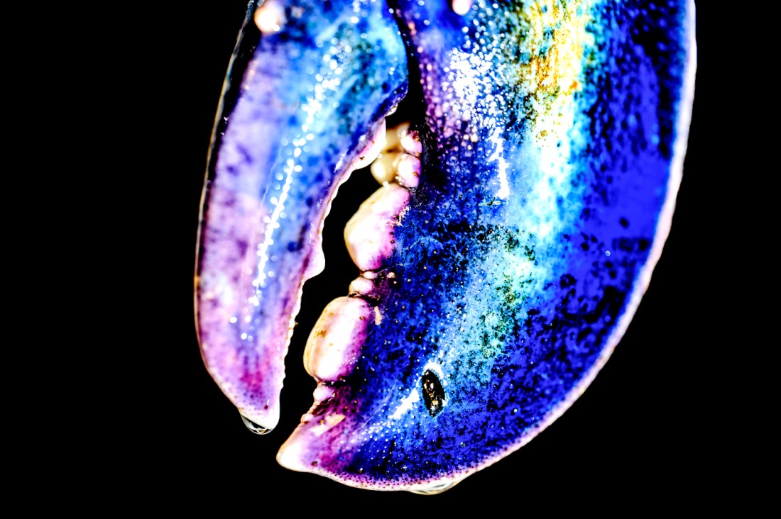 Lagosta azul brilhante rara é capturada nos EUA; veja vídeo | Biologia ...