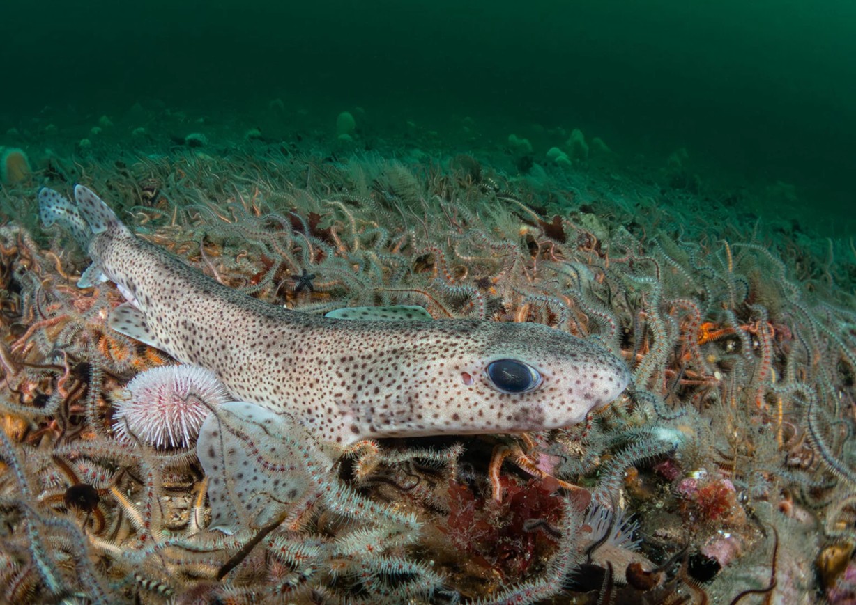 Prêmio escolheu fotos de tubarões mais incríveis de 2025; veja 8 ...