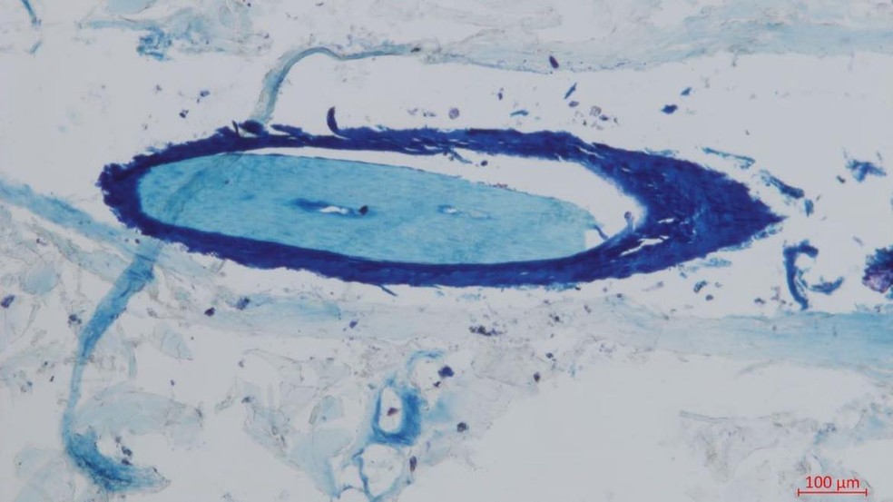 Pele de mamute de 52 mil anos ajuda cientistas a desvendar DNA da espécie