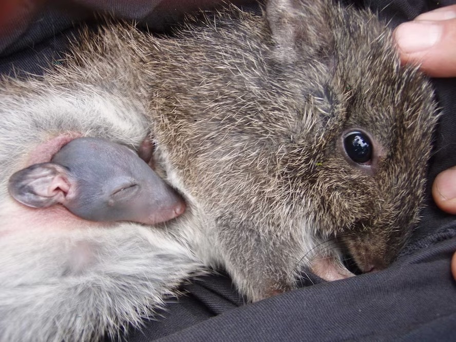 Marsupial mais raro do mundo é avistado em ilha da Austrália Ocidental