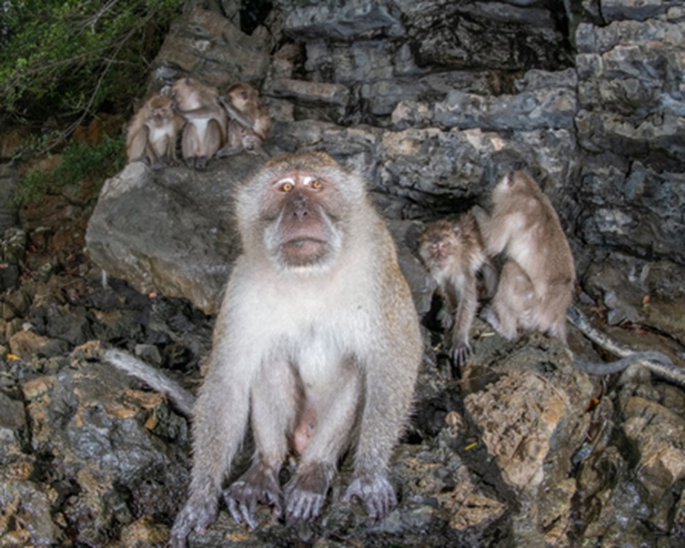 Fotógrafo vence concurso após passar semanas com macacos nadadores