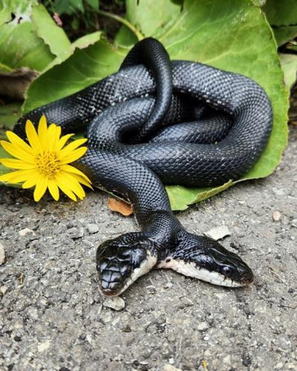 Rara cobra de duas cabeças passa por cirurgia em zoológico nos EUA