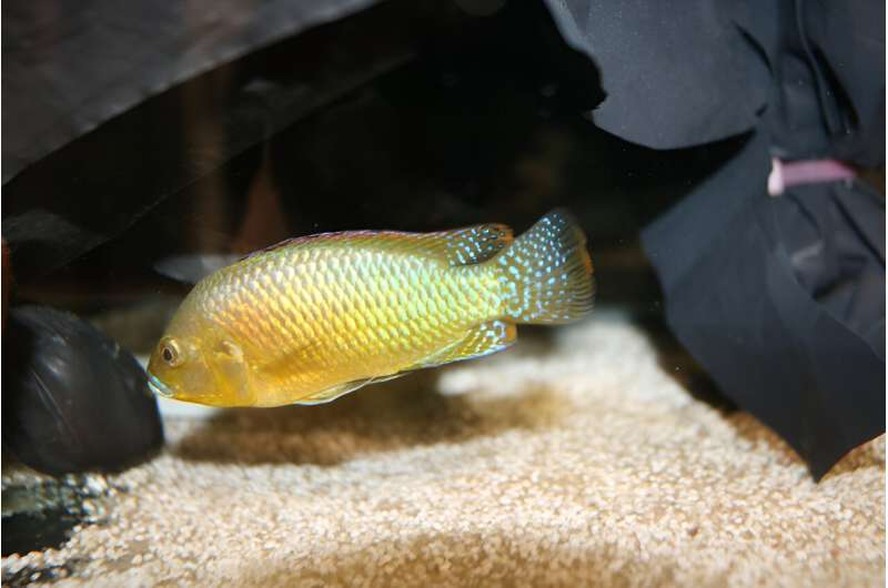 Águas turvas podem levar espécie de peixe a desenvolver olhos maiores ...