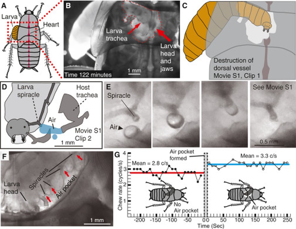 Larvas de vespa parasita podem comer coração de baratas; veja imagens