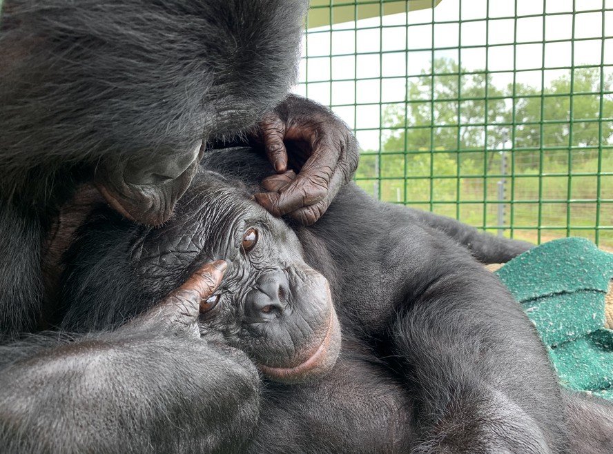 Bonobos ficam mais otimistas após ouvir uns aos outros rindo, mostra estudo