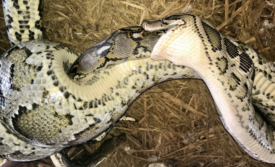 Piton Reticulada Zoo De Lagos Recebe Piton Reticulada Apreendida