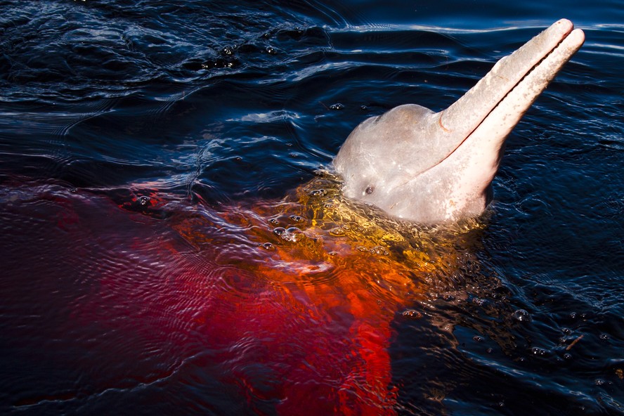 Boto cor-de-rosa: o que é verdade e o que é lenda sobre o animal ...