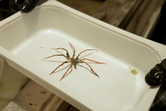 De borboleta marinha a porco-do-mar: seres únicos são coletados na ...