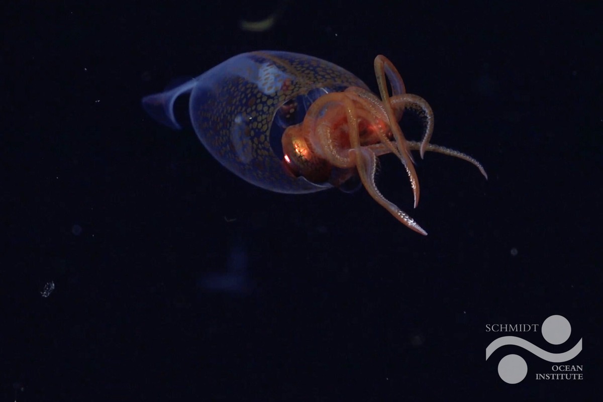 Lula-colossal é registrada em vídeo no mar profundo pela 1ª vez ...