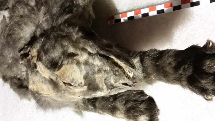 Filhotes de lobo preservados no gelo há 14 mil anos comeram carne de ...