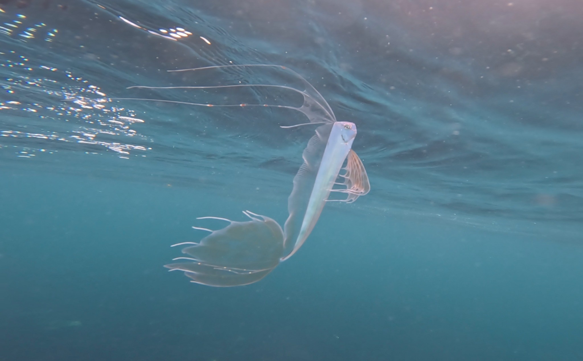Raríssimo peixe-fita é flagrado por mergulhador na costa dos EUA; fotos
