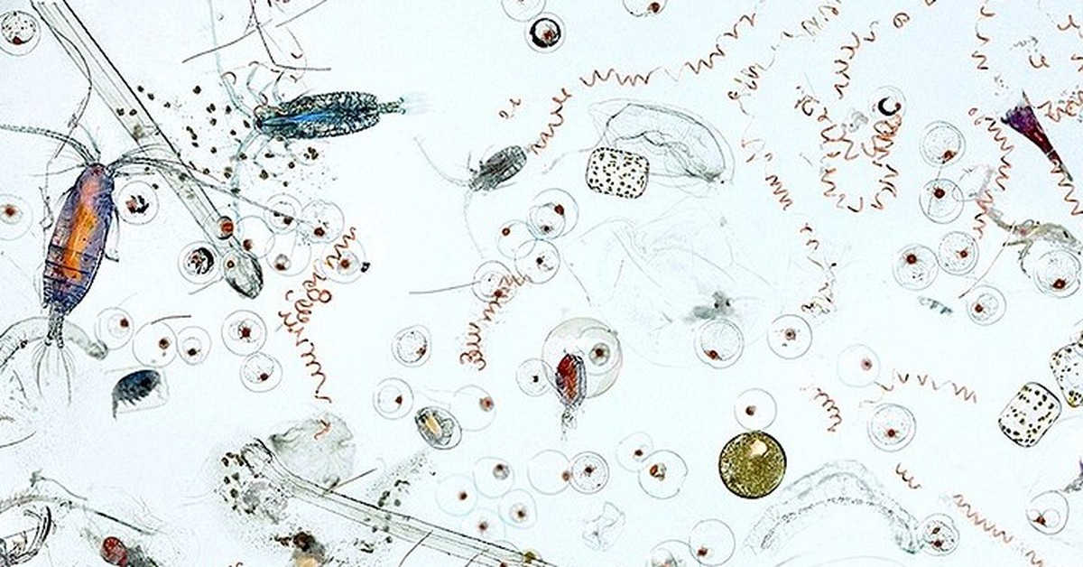 Pesquisadores descobrem vírus bizarros que vivem nos oceanos