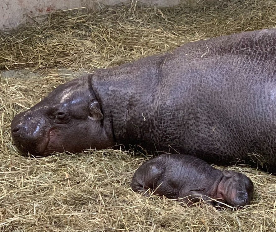 Raríssimo hipopótamo-pigmeu nasce nos EUA; espécie tem menos de 2,5 mil ...