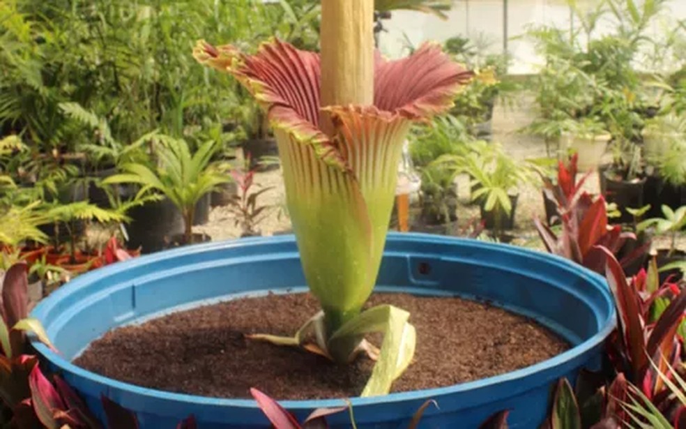 Maior museu aberto da América Latina fica no Brasil e tem 4,3 mil ...