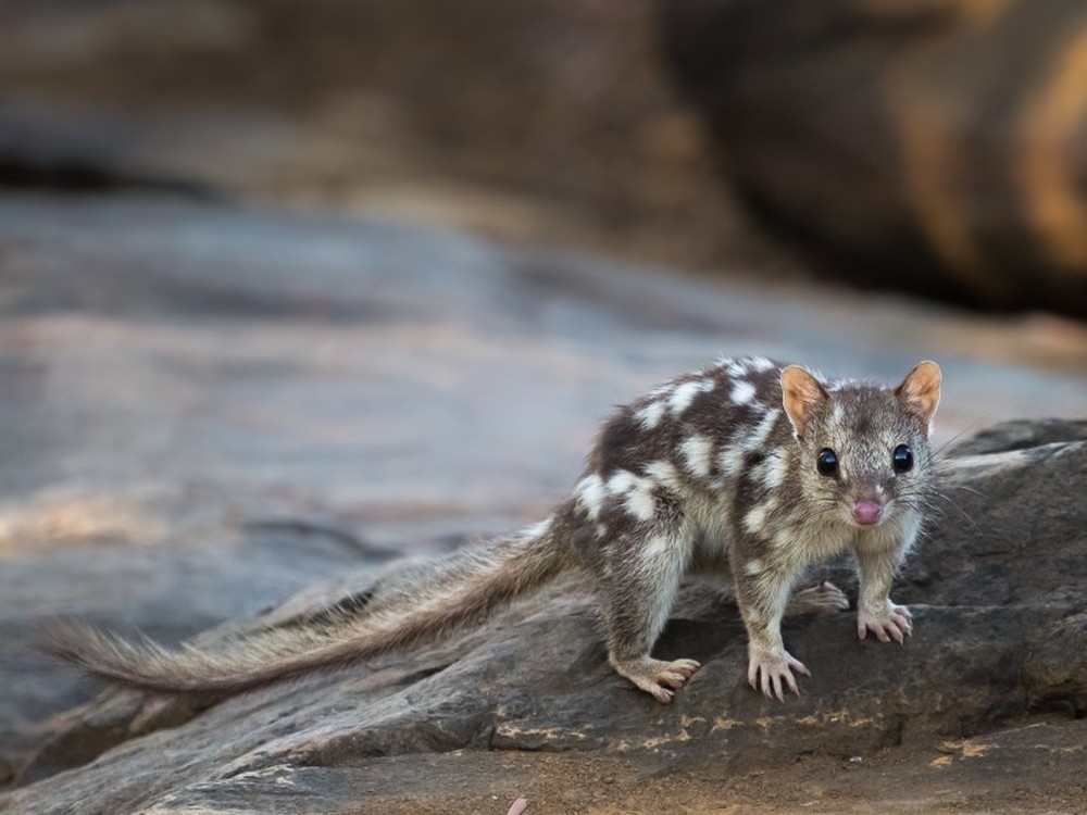 Fofo e ameaçado de extinção, marsupial é fotografado pela 1ª vez em 80 ...