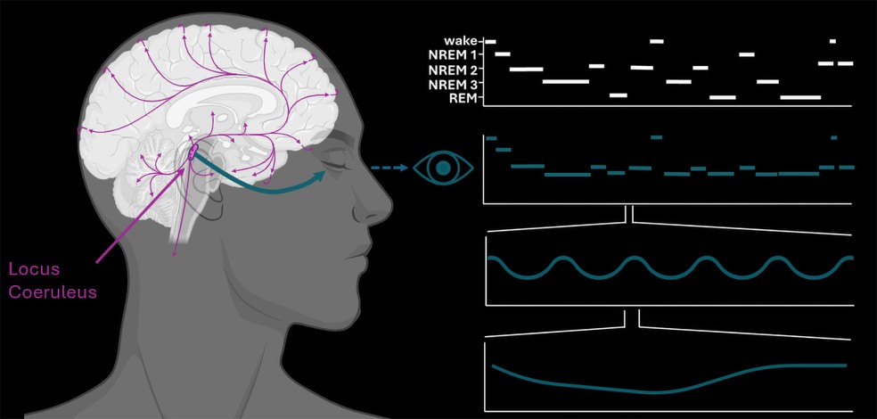 Cientistas mantiveram os olhos de voluntários abertos durante o sono ...