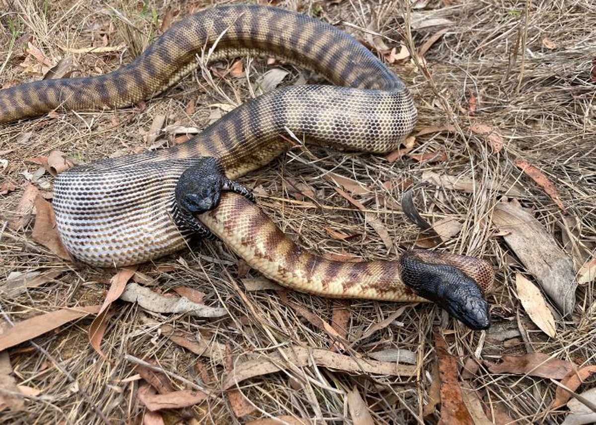 Raro, canibalismo entre cobras píton é registrado em reserva na ...