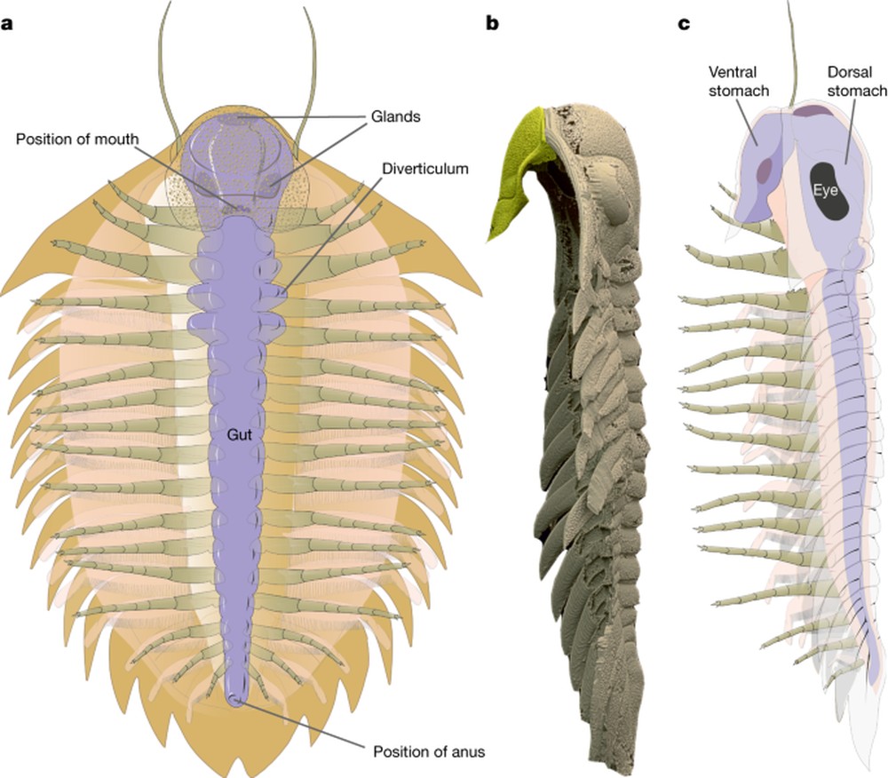 Estudo acha "surpresa" dentro de fóssil de artrópode de 465 milhões de ...