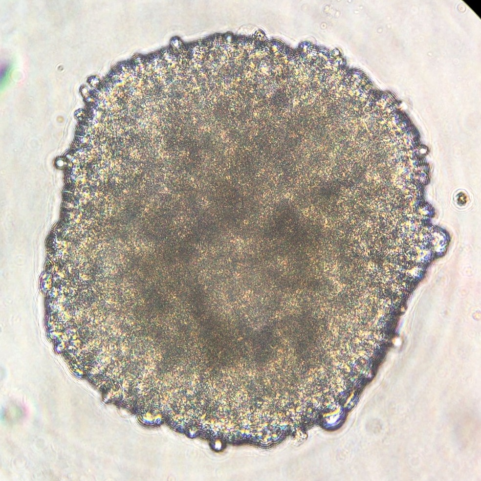 Nasa envia "corações" em chip para experimentos na Estação Espacial ...