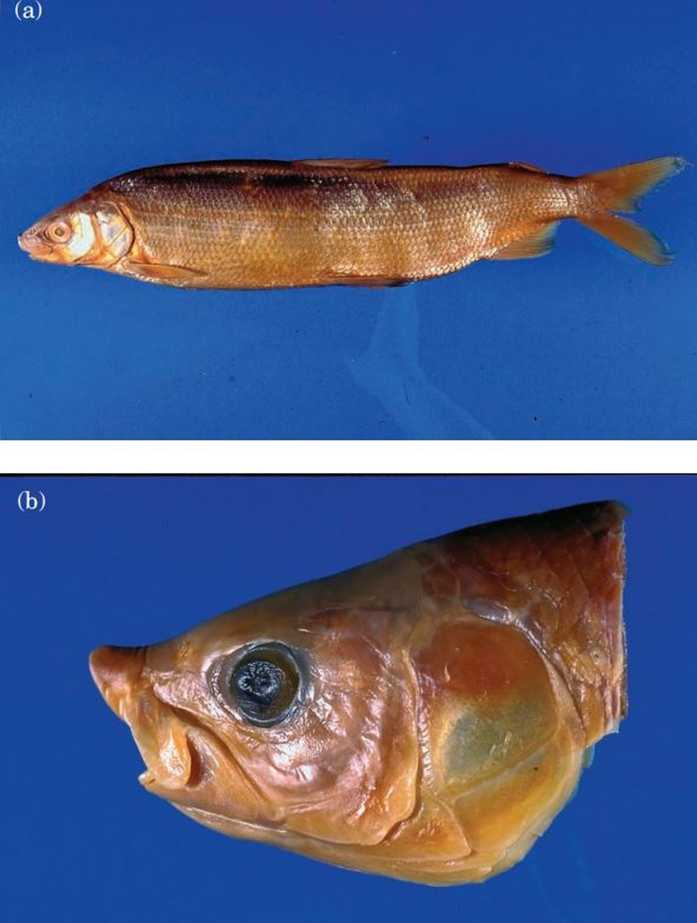 Peixe que se pensava estar extinto, na verdade, pode ainda estar vivo e ...