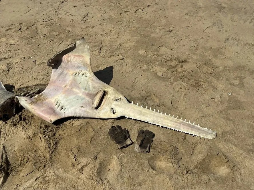 Peixe-serra em forma de guitarra, extinto há 26 anos, surge em praia na ...