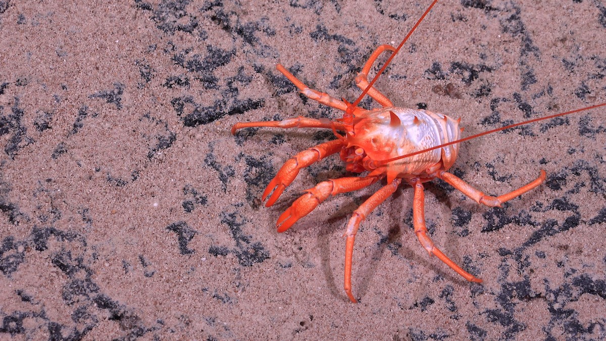 Expedição identifica mais de 100 espécies em montes submarinos no Chile