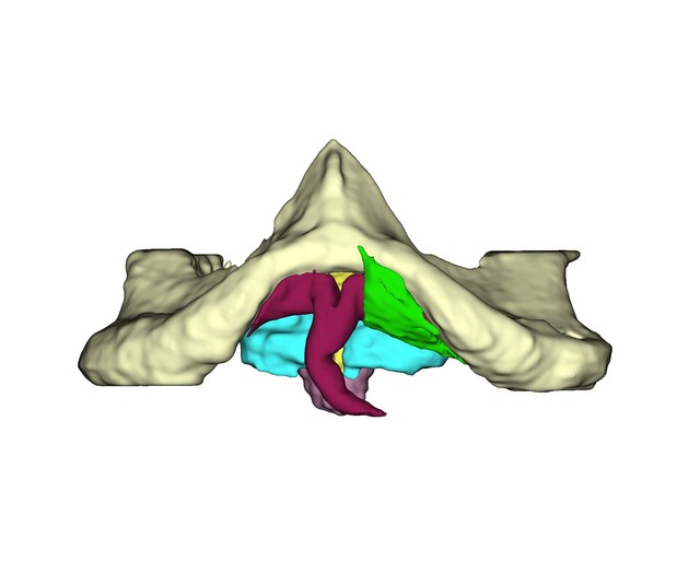Clitóris de primatas podem ter diferentes tamanhos, formatos e até funções