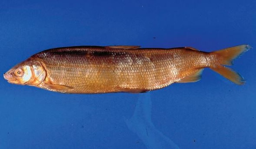 Peixe que se pensava estar extinto, na verdade, pode ainda estar vivo e ...