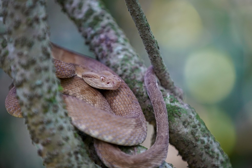 Ilha das cobras: local com 2ª maior concentração de serpentes do mundo ...