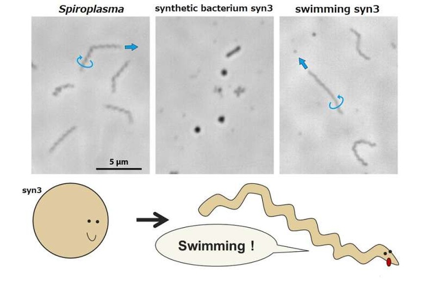 Bactéria criada em laboratório é a menor forma de vida capaz de se ...