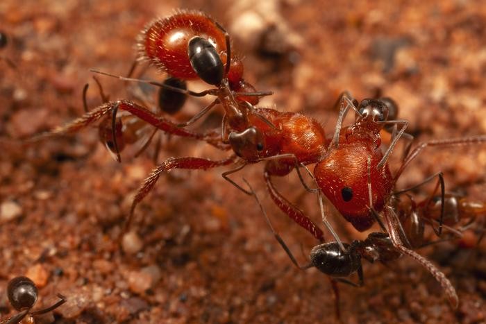 Formigas pequenas aparecem 'limpando' grandes em registro inédito