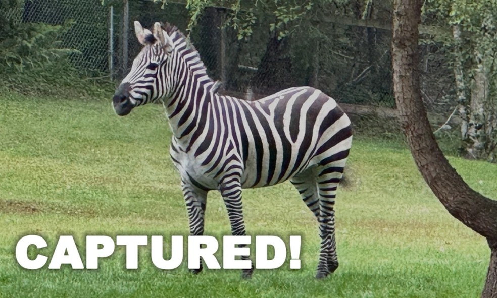Zebra é capturada após vagar por quase 6 dias nos EUA (e gerar memes)