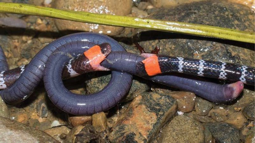 Pela primeira vez, duas cobras-corais são vistas brigando por presa ...