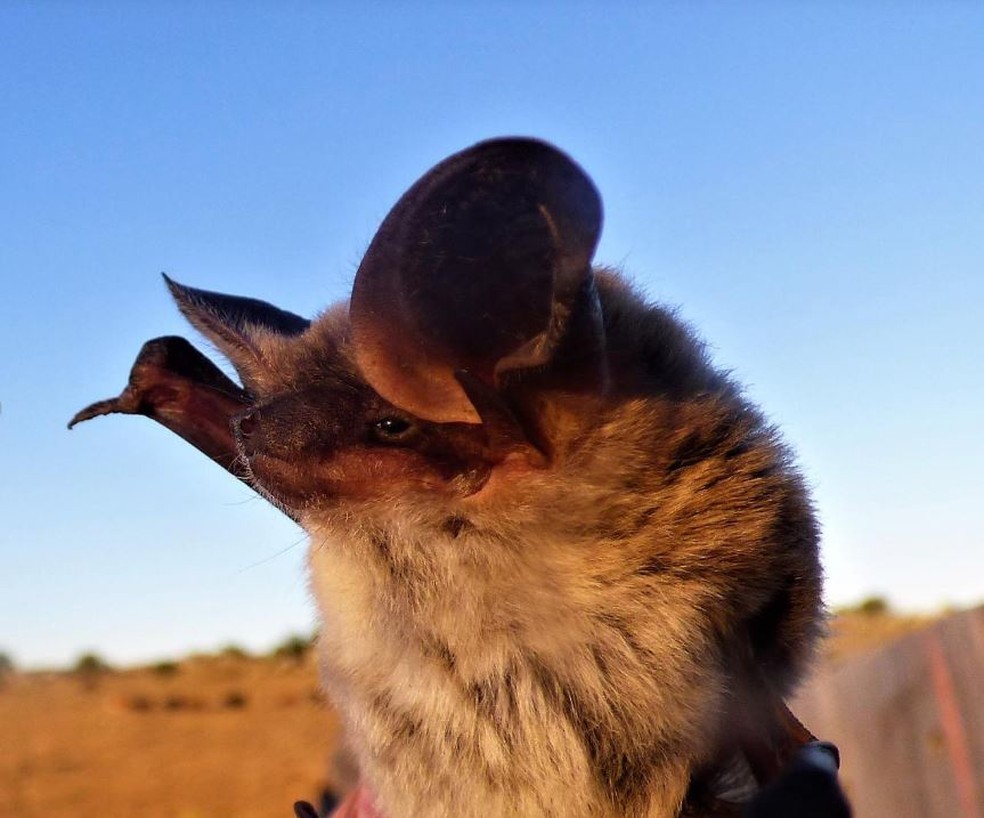 Morcego raro é reencontrado no Paraná após mais de um século sem ...